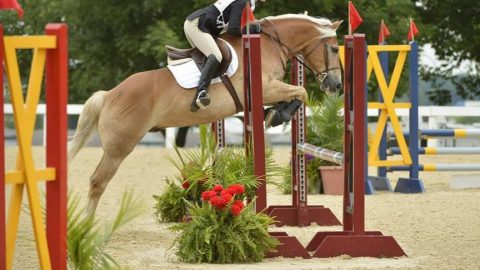 American Haflinger Registry – Official Registry of Haflinger Horses in ...