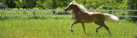 Breed Info – American Haflinger Registry
