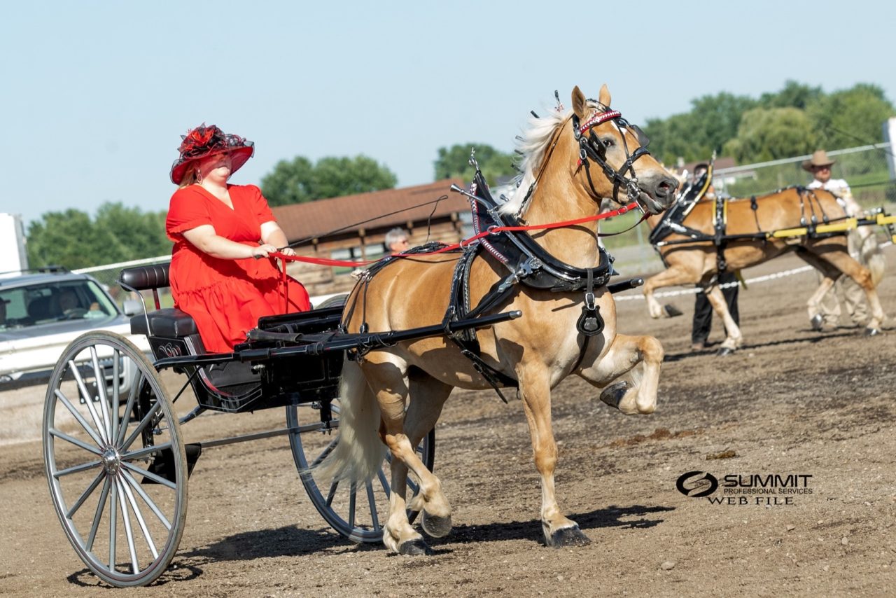 Derrer Ranch Classic | American Haflinger Registry